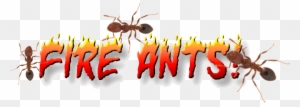 Fire Ant - Free Transparent PNG Clipart Images Download