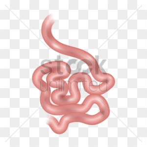 Small Intestine, Transparent PNG Clipart Images Free Download - ClipartMax