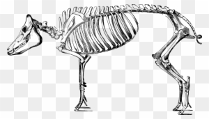 Collection Of Drawing High Quality Free - Pig Skeleton - Free ...