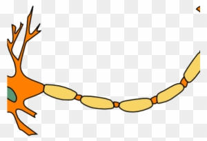 Neuron Nerve Cell Axon Dendrite Cell Biolo - Motor Neuron Not Labeled ...