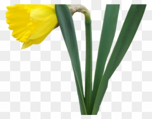 Daffodil Clip Art, Transparent PNG Clipart Images Free Download , Page ...