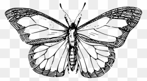 Butterfly Insect Line Art Drawing Black And White - Butterfly Line Art ...