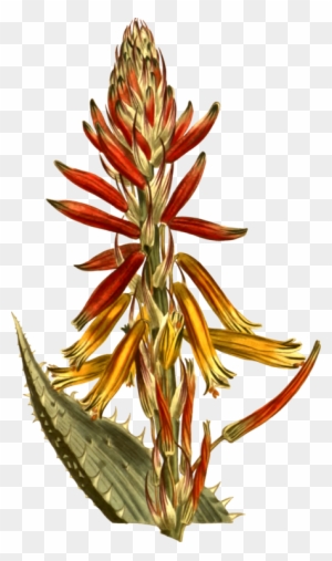 Moninckx Atlas Candelabra Aloe Hedgehog Aloe Aloe Vera - Aloes - Free ...