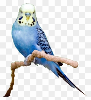 Aviary Building - Budgies Transparent - Free Transparent PNG Clipart ...