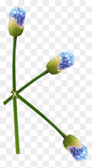 B * * Scottish Thistle, Flag Of Scotland, Sea Captain, - Tulip - Free ...