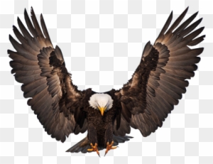 Vulture Vector Eagle Open Wing Clip Art Library Library - 1st 48 The ...