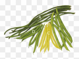 Beans - Green Stem Vegetables - Free Transparent PNG Clipart Images ...
