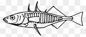 Open - Three Spined Stickleback Drawing - Free Transparent PNG Clipart ...
