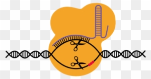 Picture1 - Genome Editing - Free Transparent PNG Clipart Images Download