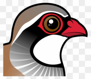 Also Known As - Cartoon Partridge - Free Transparent PNG Clipart Images ...