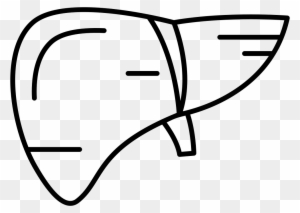 Human Liver Svg Png Icon Free Download - Medicine - Free Transparent ...