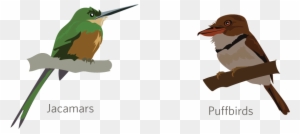 Jacamars And Puffbirds - Hummingbird - Free Transparent PNG Clipart ...