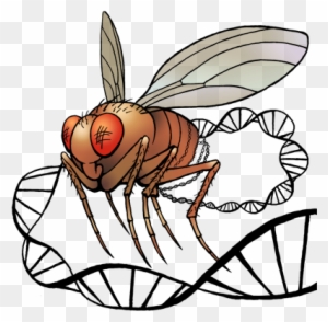 Drosophila Drawing Clip Free Stock - Drosophila Melanogaster - Free ...