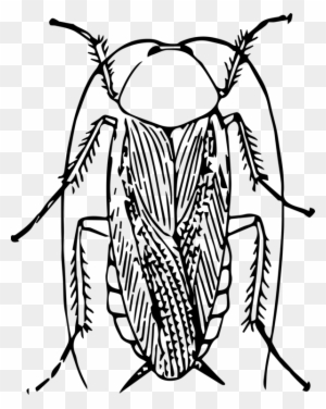 American Cockroach Black And White Insect Drawing - Cockroach Black And ...
