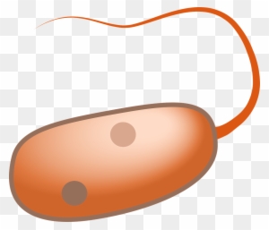 Prokaryot Cell Flagella - Flagelos Png - Free Transparent PNG Clipart ...