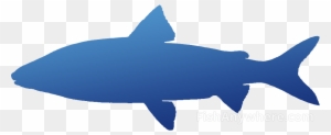 Whitefish - Oppenheim - Free Transparent PNG Clipart Images Download