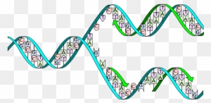 In Biology - Dna Replication - Free Transparent PNG Clipart Images Download