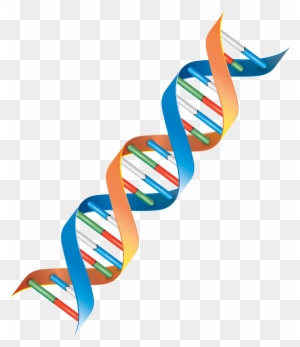 Free Dna Strand Clipart