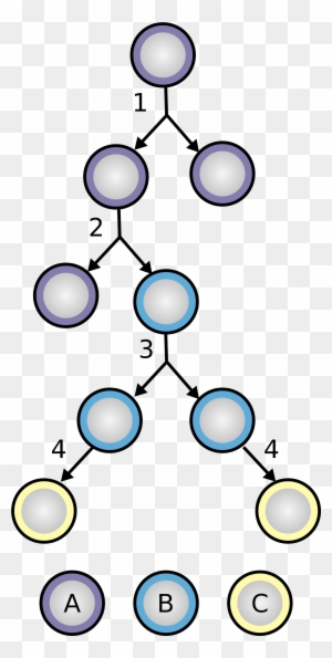 Stem Cell Division And Differentiation A - Stem Cell Division And ...