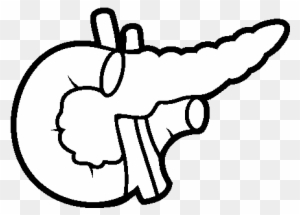 Pancreas Coloring Page