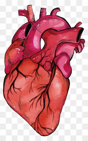 Cartoon Heart - Realistic Heart Clipart - Free Transparent PNG Clipart ...