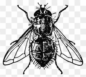Big Image - House Fly Drawing - Free Transparent PNG Clipart Images ...