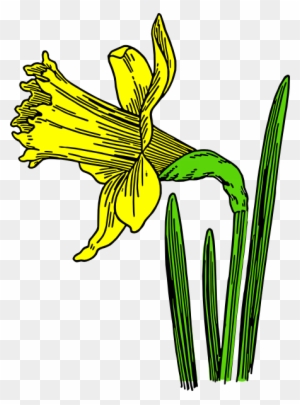 Daffodil Image 9, Buy Clip Art - Animated Pictures Of Daffodils - Free ...