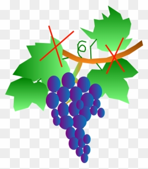 Dessin Grappe Raisin - Free Transparent PNG Clipart Images Download