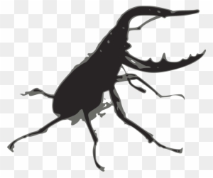 All Photo Png Clipart - Stag Beetle Png - Free Transparent PNG Clipart ...
