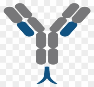 Receptor Clip Art - T Cell Receptor Clip Art - Full Size PNG Clipart ...