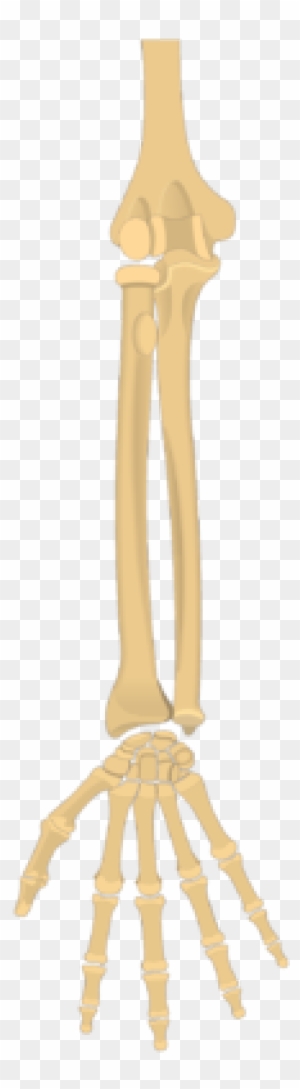 Radius And Ulna Bones - Radius And Ulna - Free Transparent PNG Clipart ...