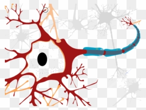 Neuron Nerve Cell Axon Dendrite Cell Biolo - Motor Neuron Not Labeled ...