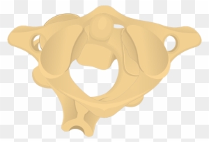 Directly Below The Atlas Bone Is The Axis Bone - Dog Licks - Free ...