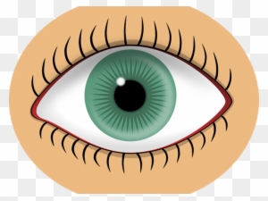 Eyeball Clipart Sight Senses - Sense Of Sight Clipart - Free ...