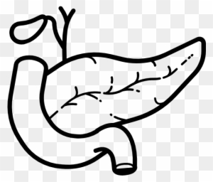 Pancreas Free Icon - Pancreas Svg - Free Transparent PNG Clipart Images ...
