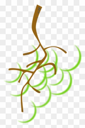 Nice Green Grapes Clip Art - Grape Stem Clip Art - Free Transparent PNG ...