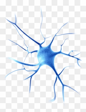 Neuron - Neuroscience Png - Free Transparent PNG Clipart Images Download
