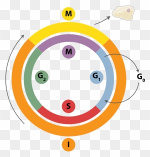 During The Cell Cycle - Mitosis Science - Free Transparent PNG Clipart ...