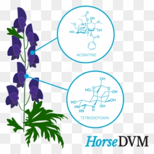 Clip Wolfsbane Drawing Plant - Monkshood Parts - Free Transparent PNG ...
