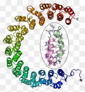 Importin Alpha Armadillo Repeats - Free Transparent PNG Clipart Images ...