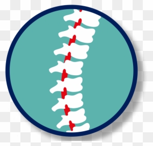 Cspinal Cord - Spinal Cord - Free Transparent PNG Clipart Images Download