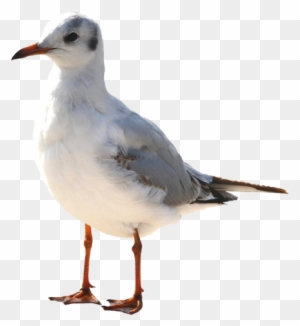 Gull Png - Portable Network Graphics - Free Transparent PNG Clipart ...