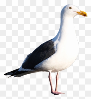 Gull Png - California Gull No Background - Free Transparent PNG Clipart ...