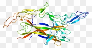 Nerve Growth Factor Structure - Free Transparent PNG Clipart Images ...