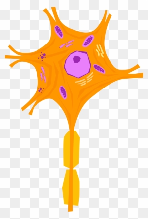 Nerve Cell 01 - Nervous Tissue Cells Of Neuron - Free Transparent PNG ...