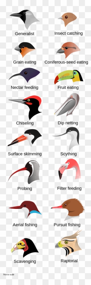 Bird Beaks Evolved For Different Purposes - Grain Eating Birds Name ...