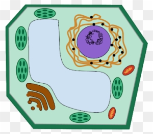 Image Library Cells And The Mr G S Science - Microscope - Free ...