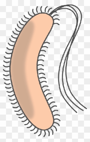 E Coli Cliparts - E Coli Clip Art - Free Transparent PNG Clipart Images ...