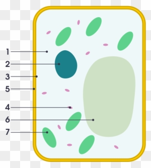 Plant Cell Nucleus Clipart
