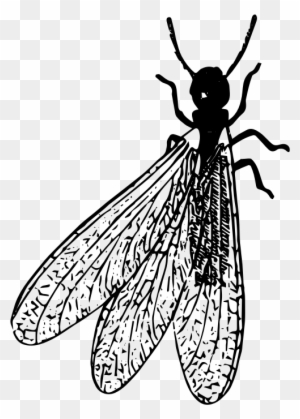 Termite Clearance Letter Or Termite Bond - Termite Clearance Letter Or ...